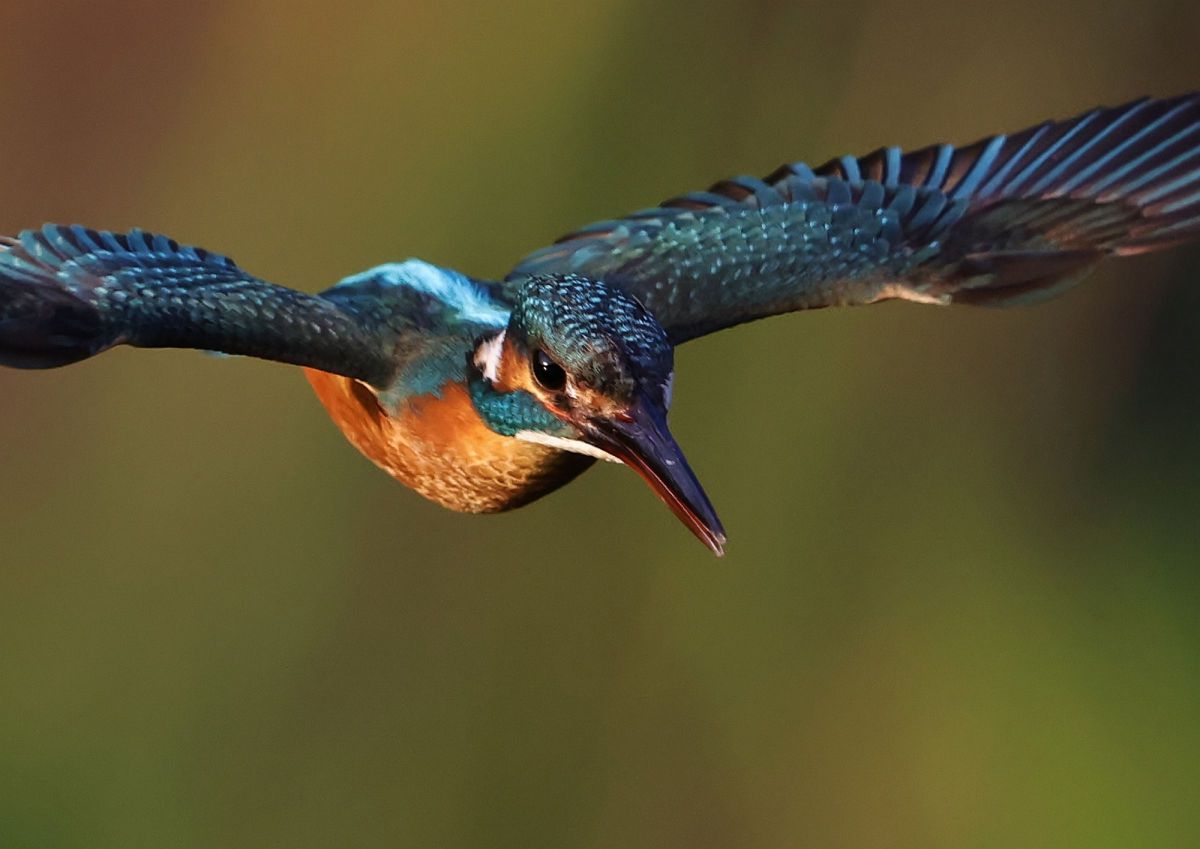 カワセミ物語 350 | GANREF