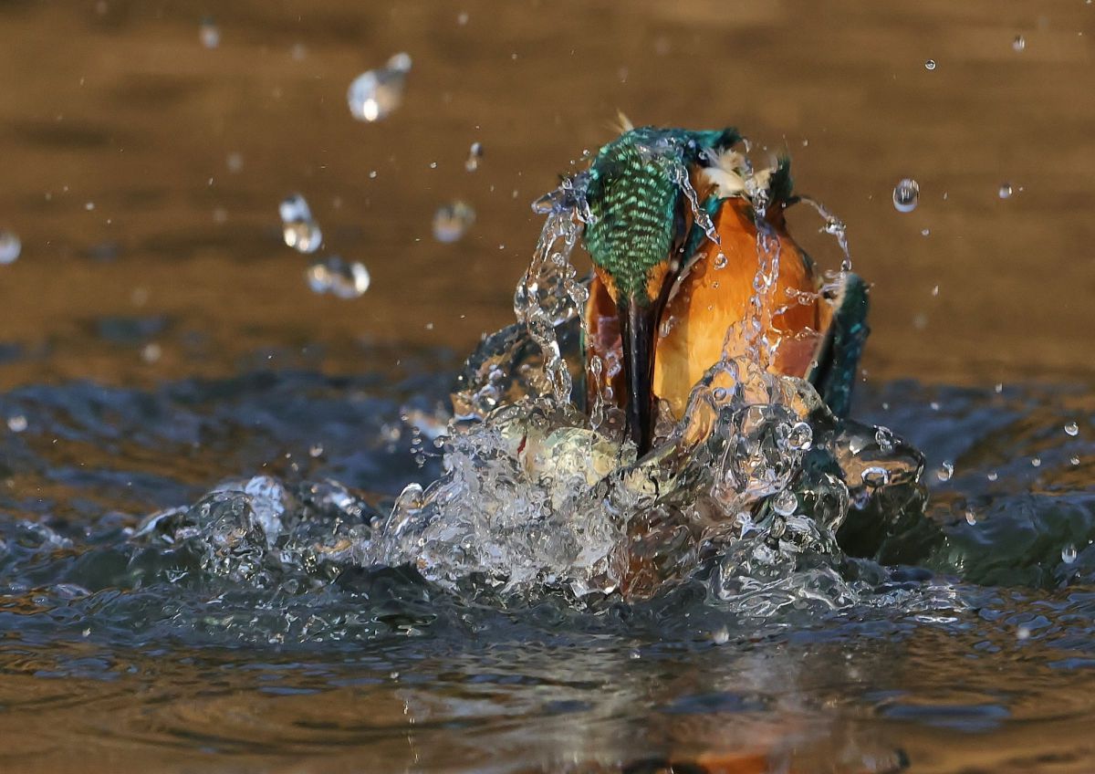 カワセミ物語 456 | GANREF