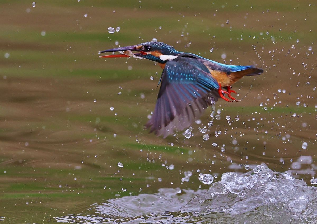 カワセミ物語 198 | GANREF