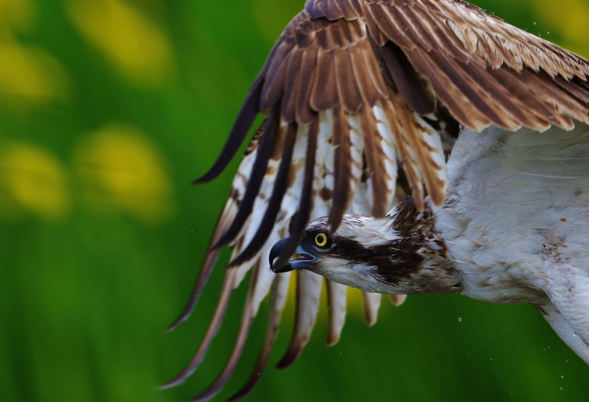 ミサゴ 23 | GANREF