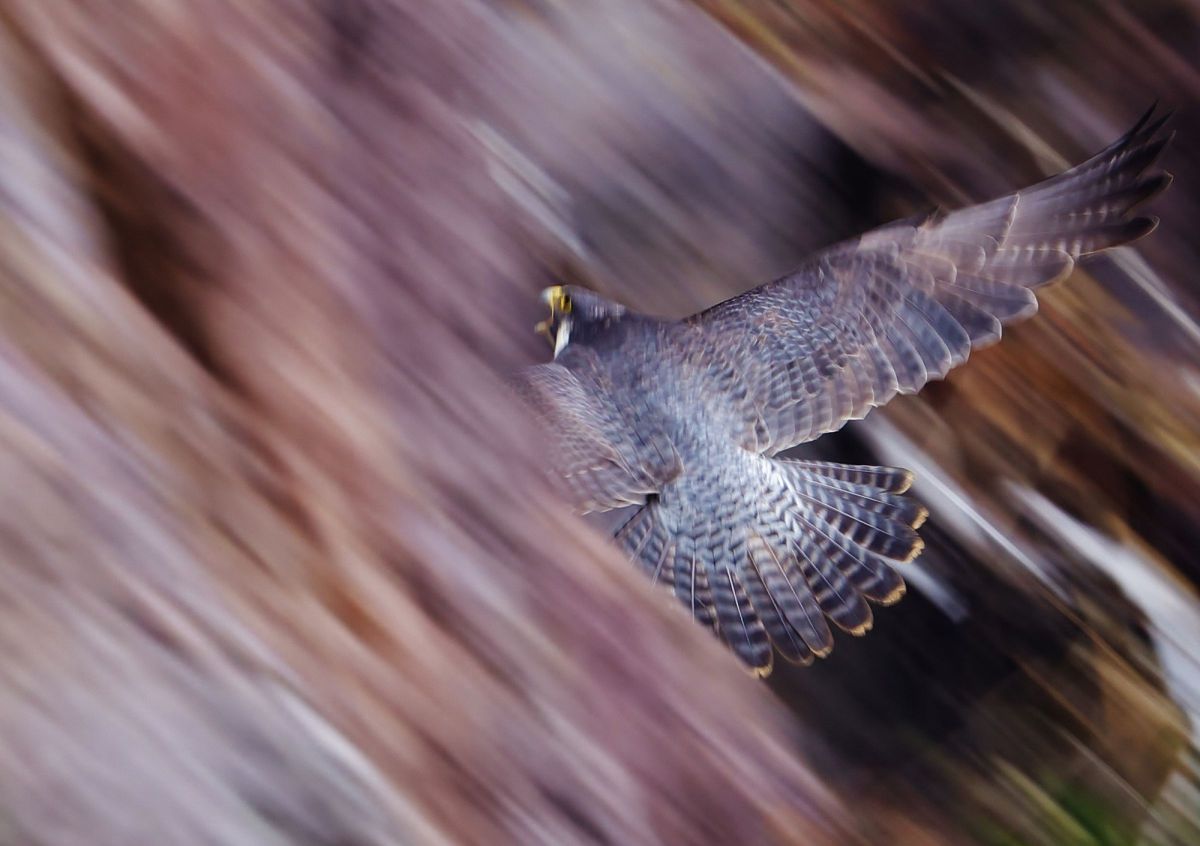 ハヤブサ 10 | GANREF