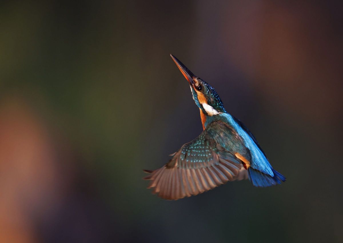 カワセミ物語 416 | GANREF