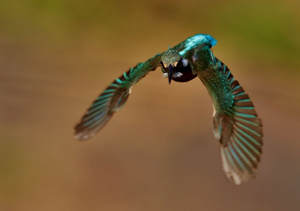 カワセミ物語 223 | GANREF