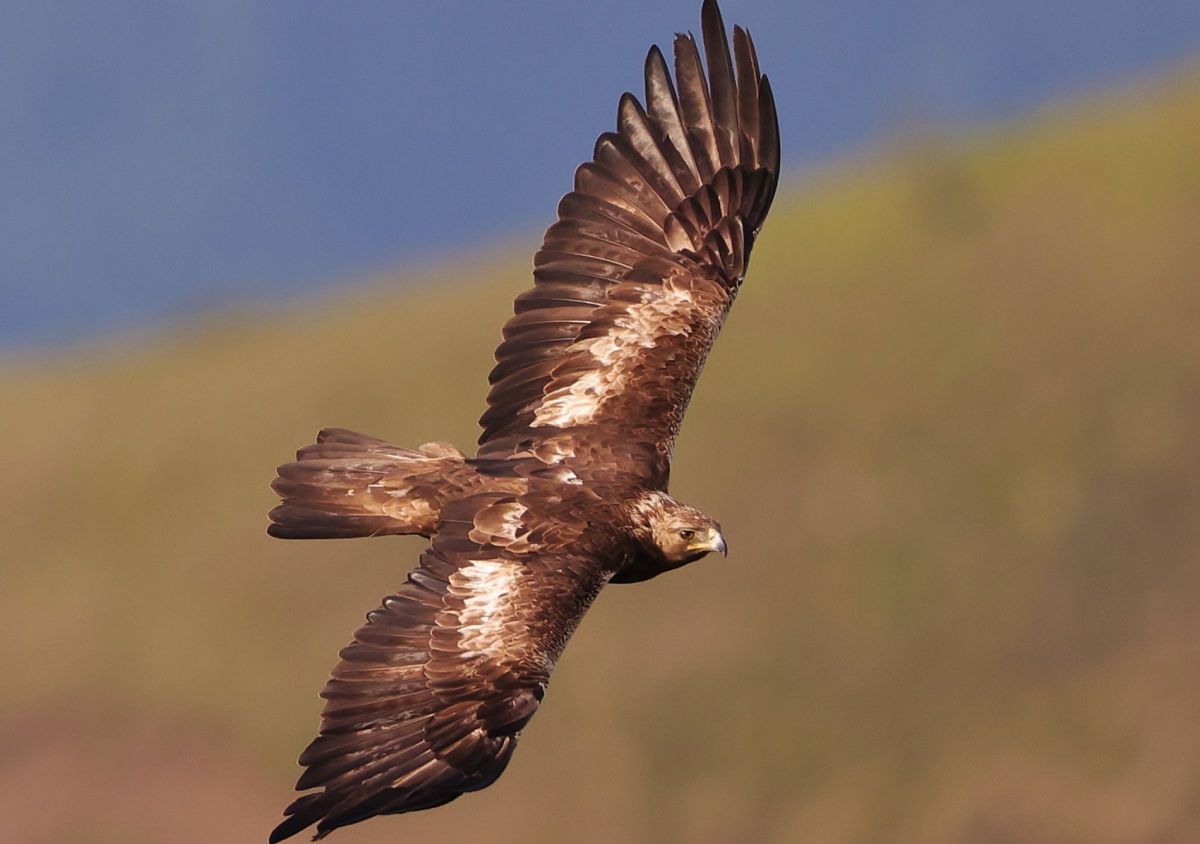 2024 イヌワシ 17 | GANREF