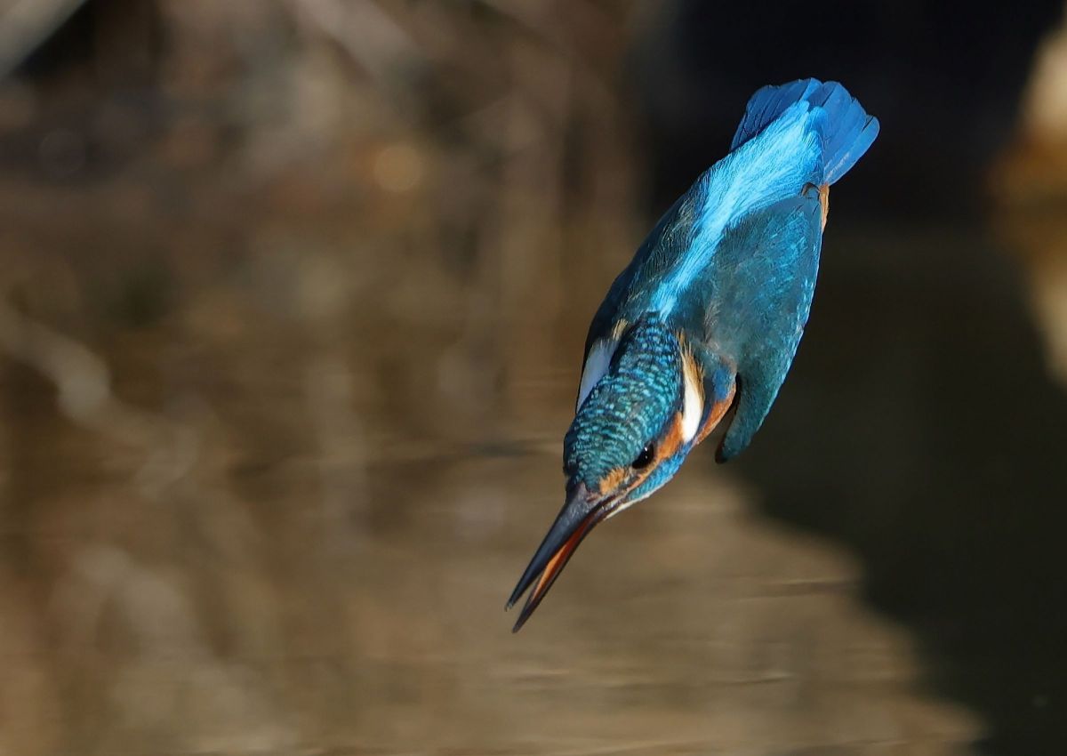 カワセミ 643 | GANREF