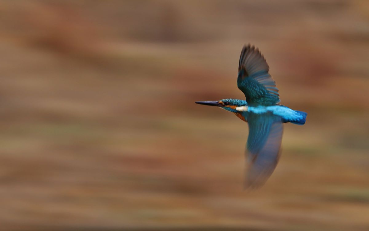 カワセミ物語 301 | GANREF