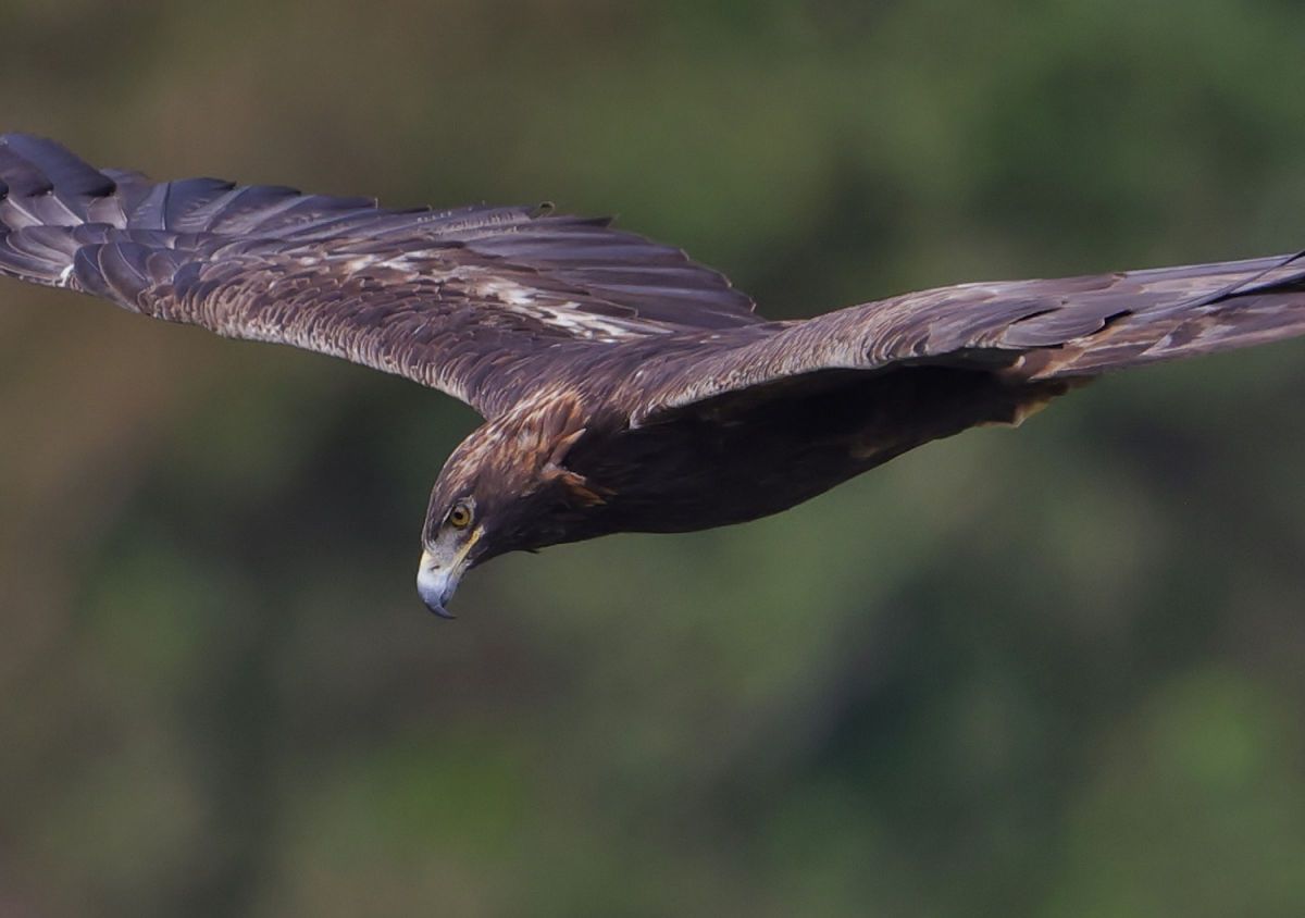 2022 イヌワシ 9 | GANREF