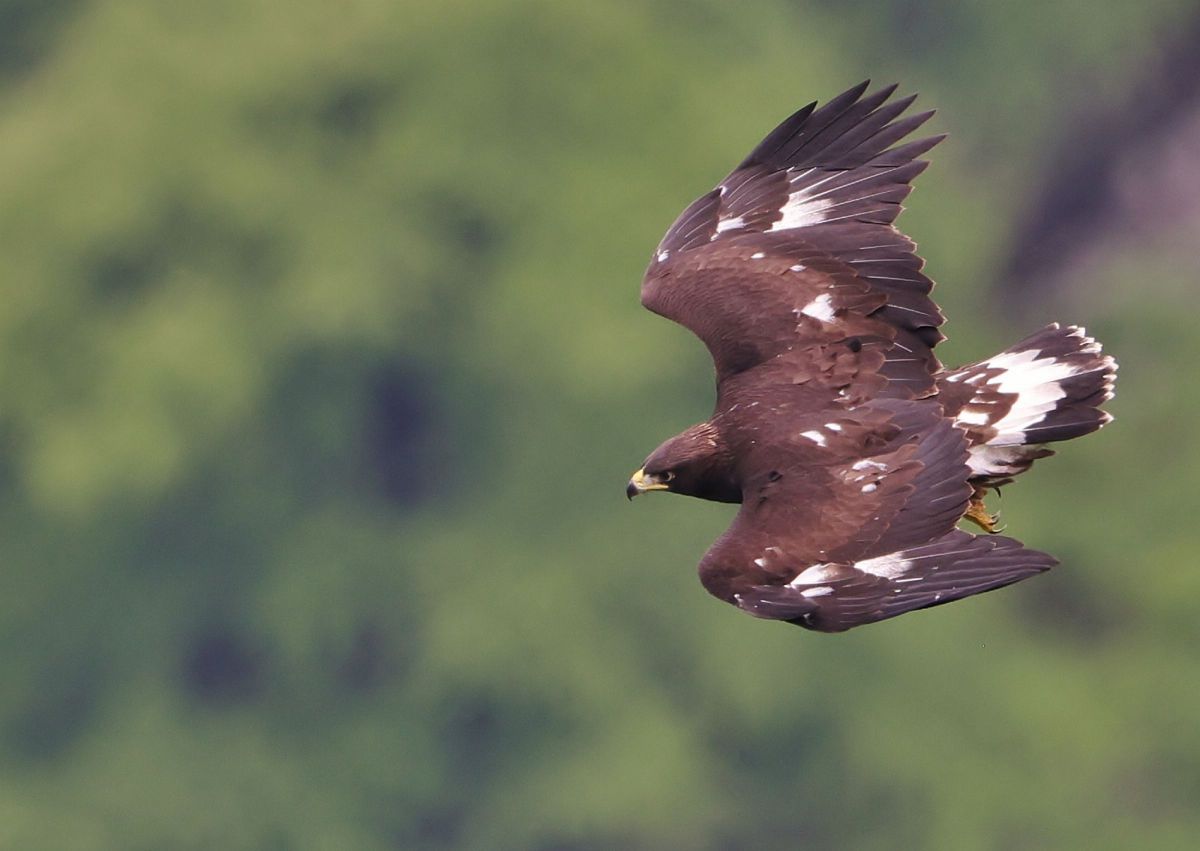 2024 イヌワシ 25 | GANREF