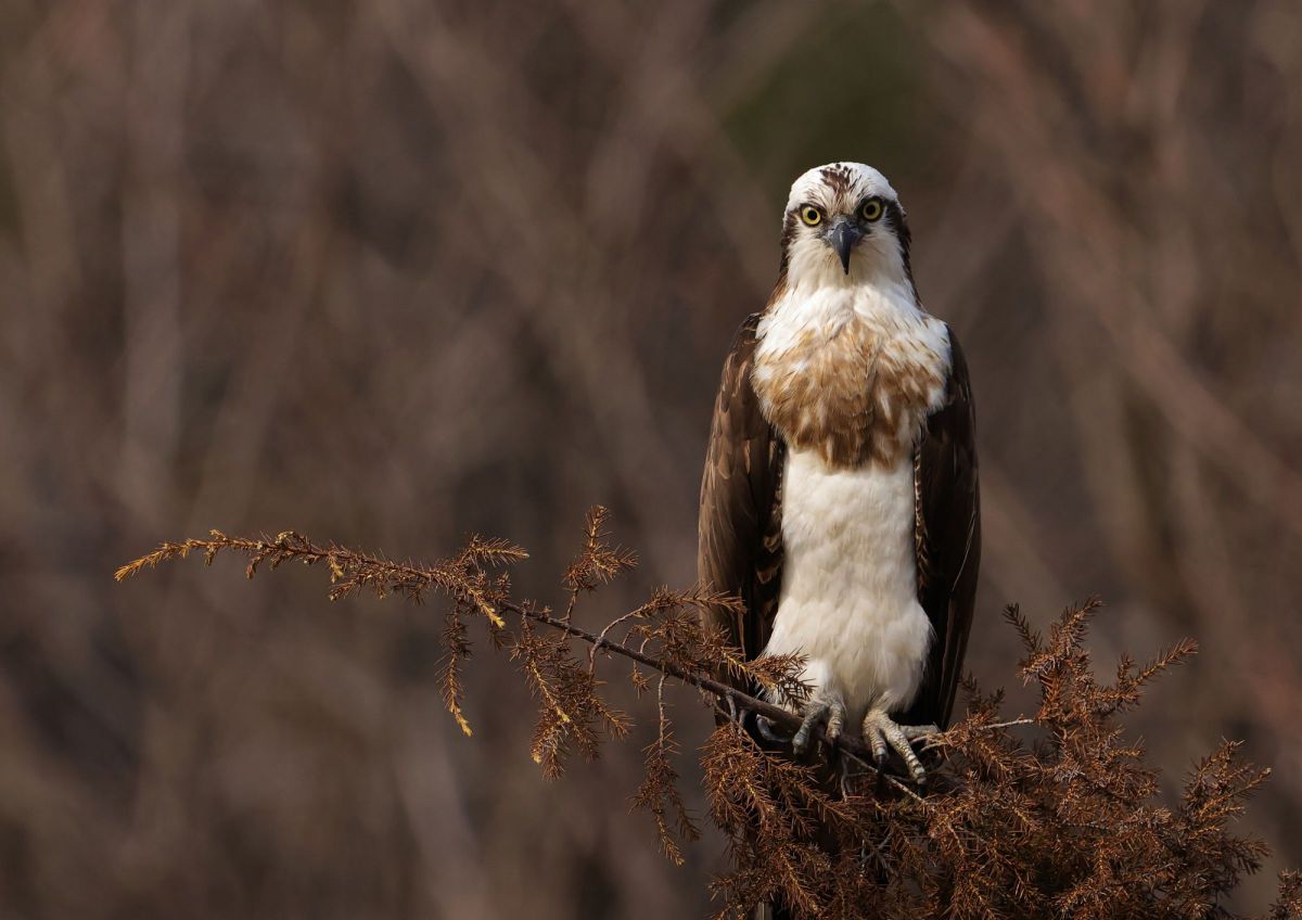 ミサゴ 17 | GANREF