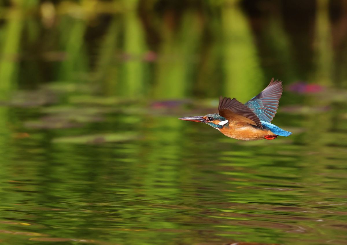 カワセミ物語 217 | GANREF