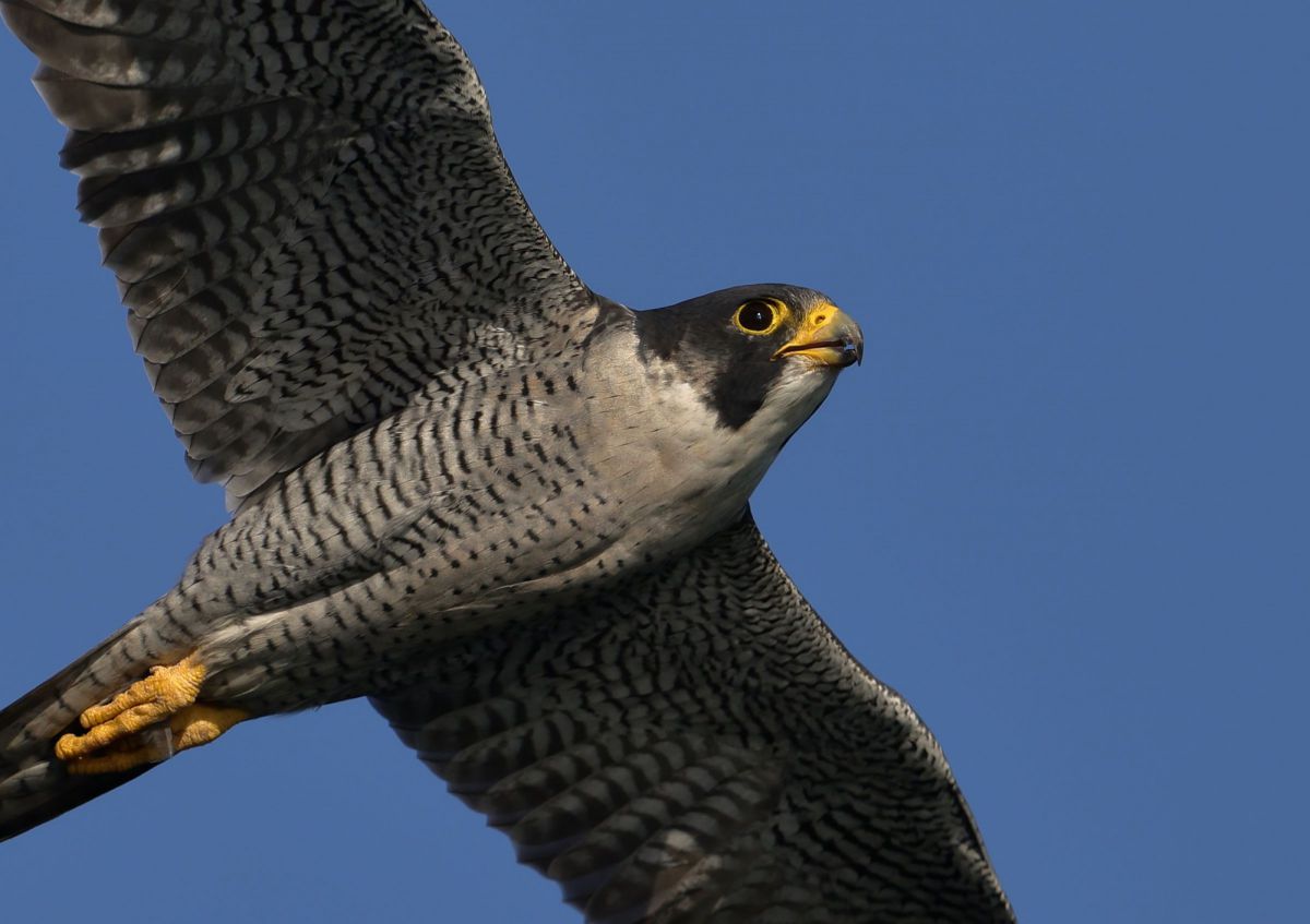 ハヤブサ 43 | GANREF