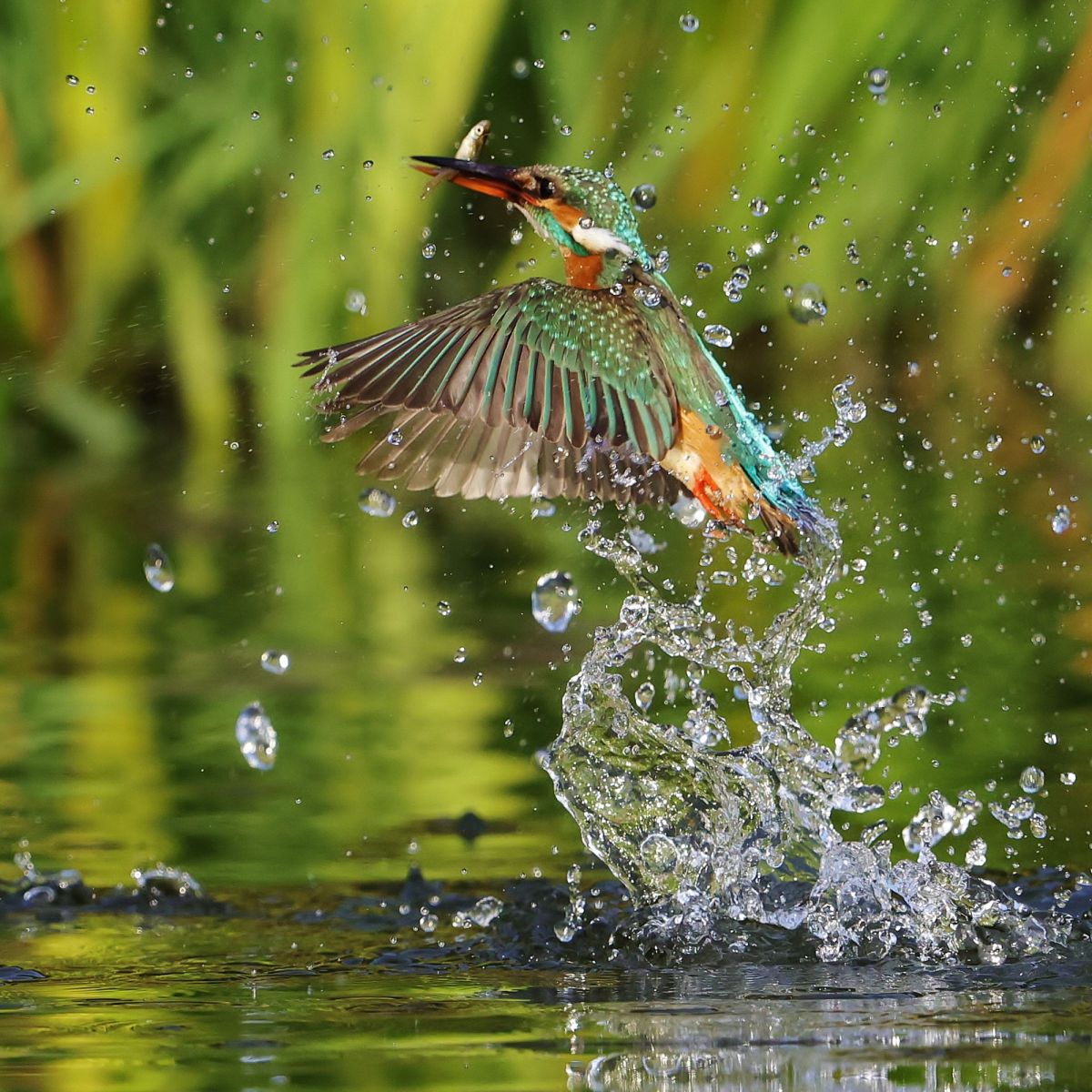 カワセミ物語 381 | GANREF