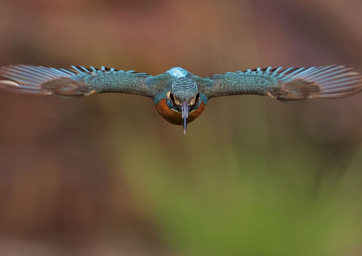 カワセミ 579 | GANREF