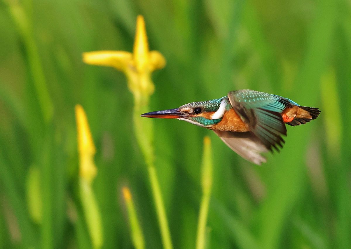 カワセミ物語 329 | GANREF