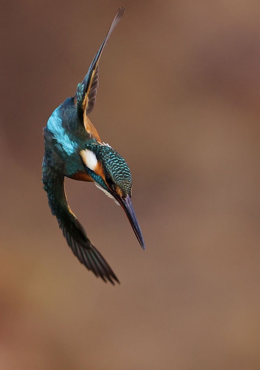 カワセミ物語 288 | GANREF