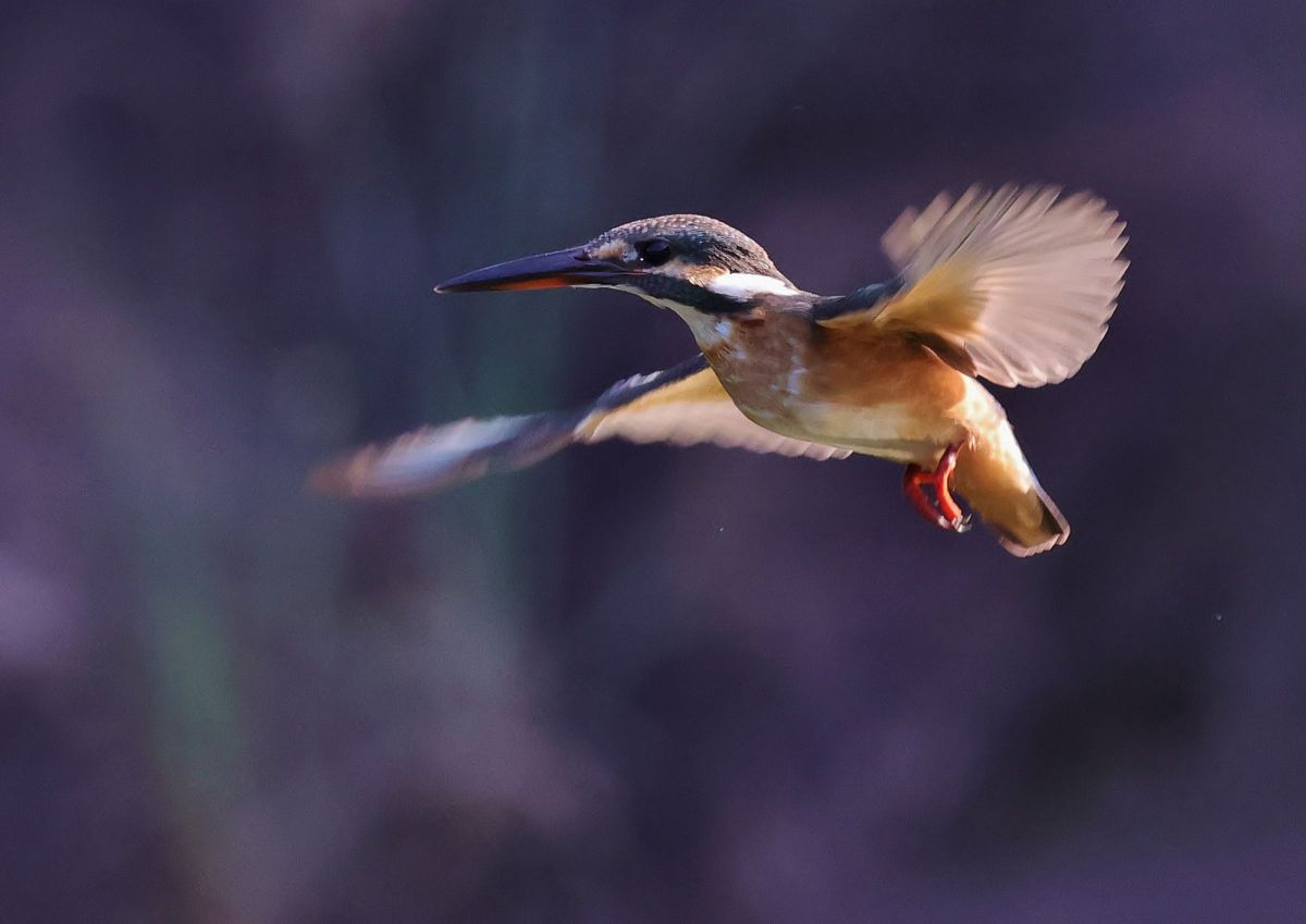 カワセミ 492 | GANREF