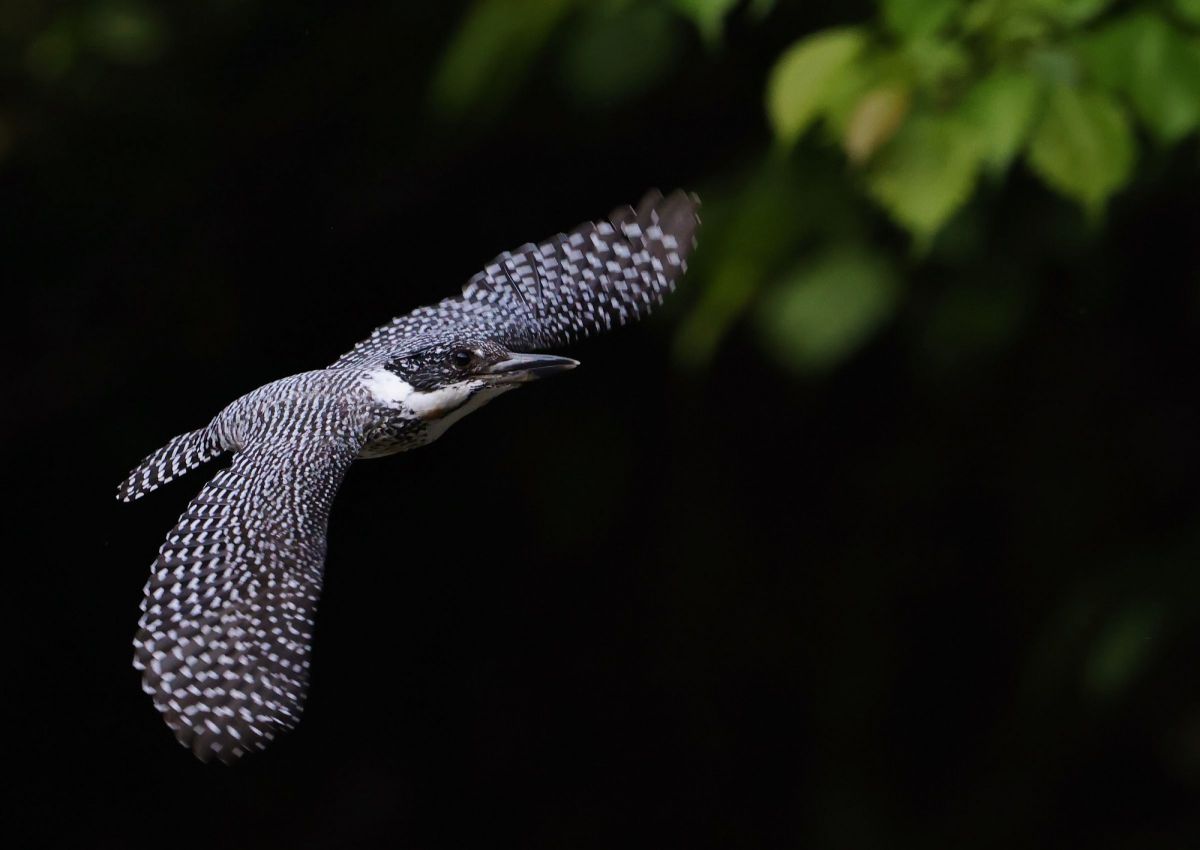 ヤマセミ 38 | GANREF