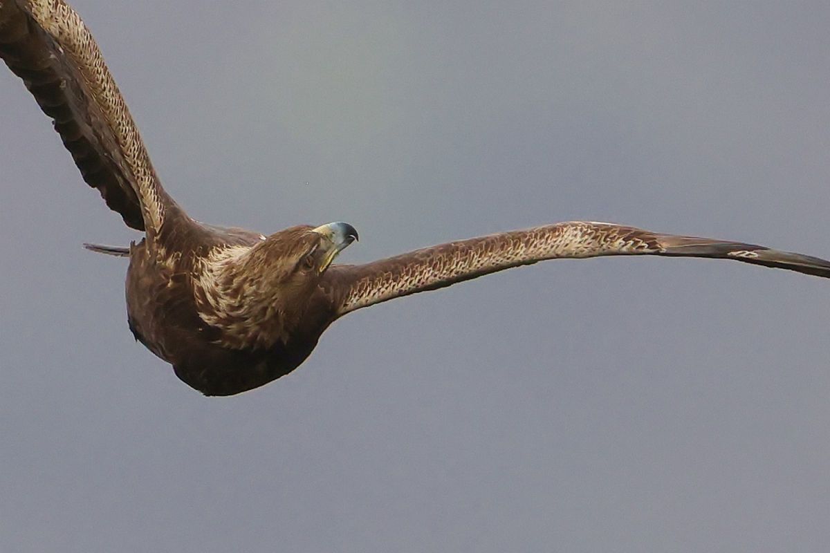 2024 イヌワシ 7 | GANREF