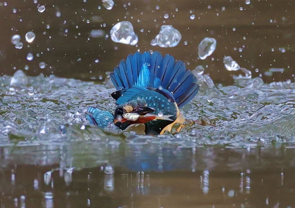 カワセミ 660 | GANREF