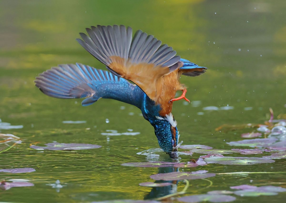 カワセミ 666 | GANREF