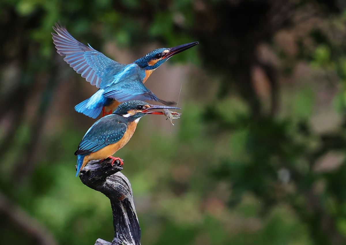 カワセミ物語 142 | GANREF