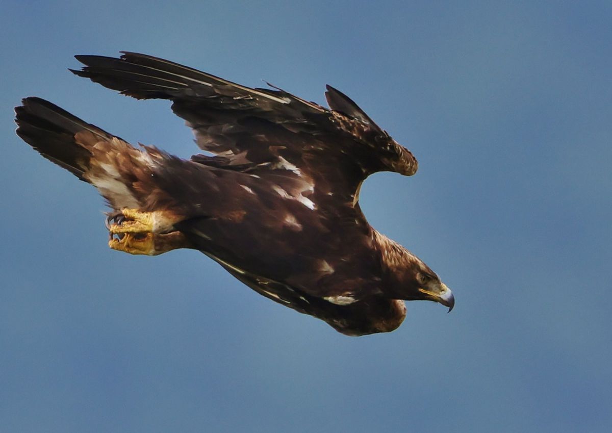 2024 イヌワシ 18 | GANREF