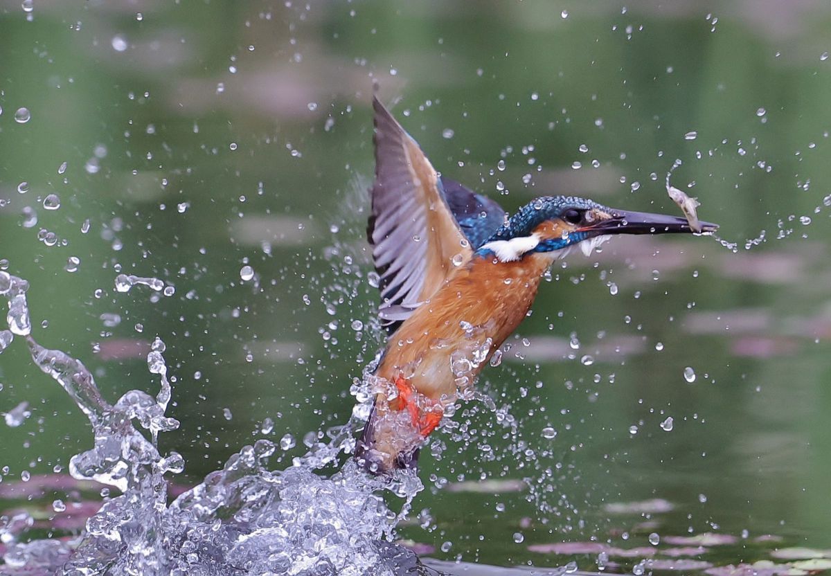 カワセミ 554 | GANREF