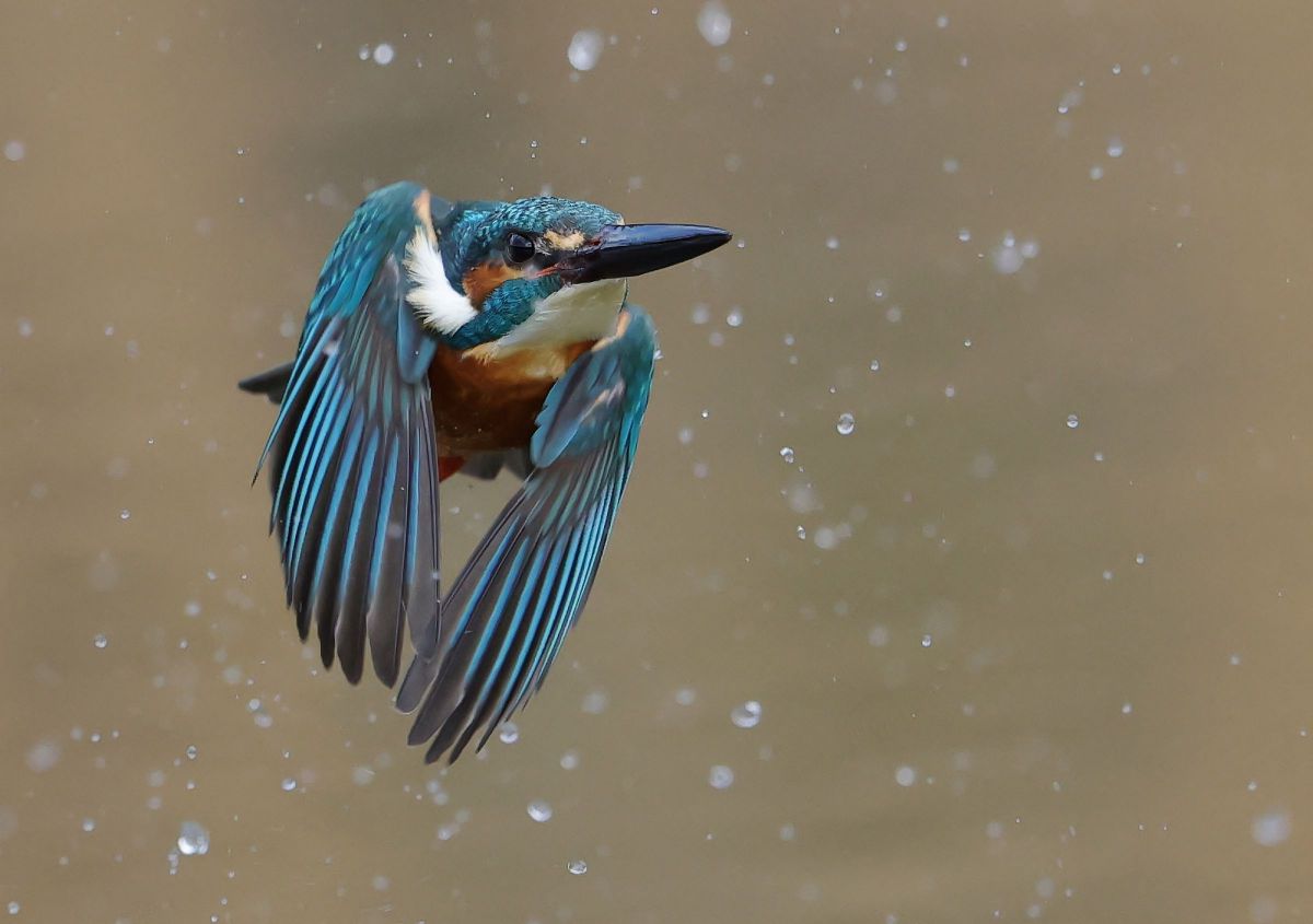 カワセミ 657 | GANREF