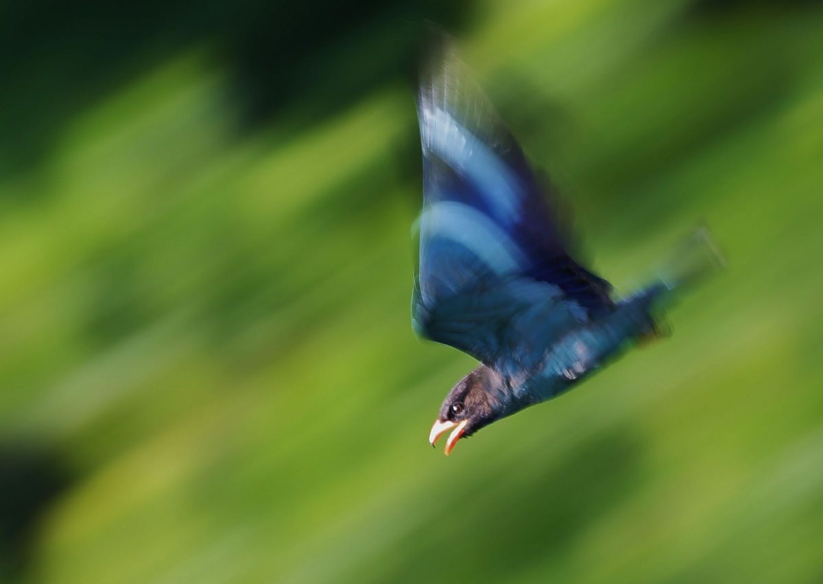 2025 ブッポウソウ 8 | GANREF