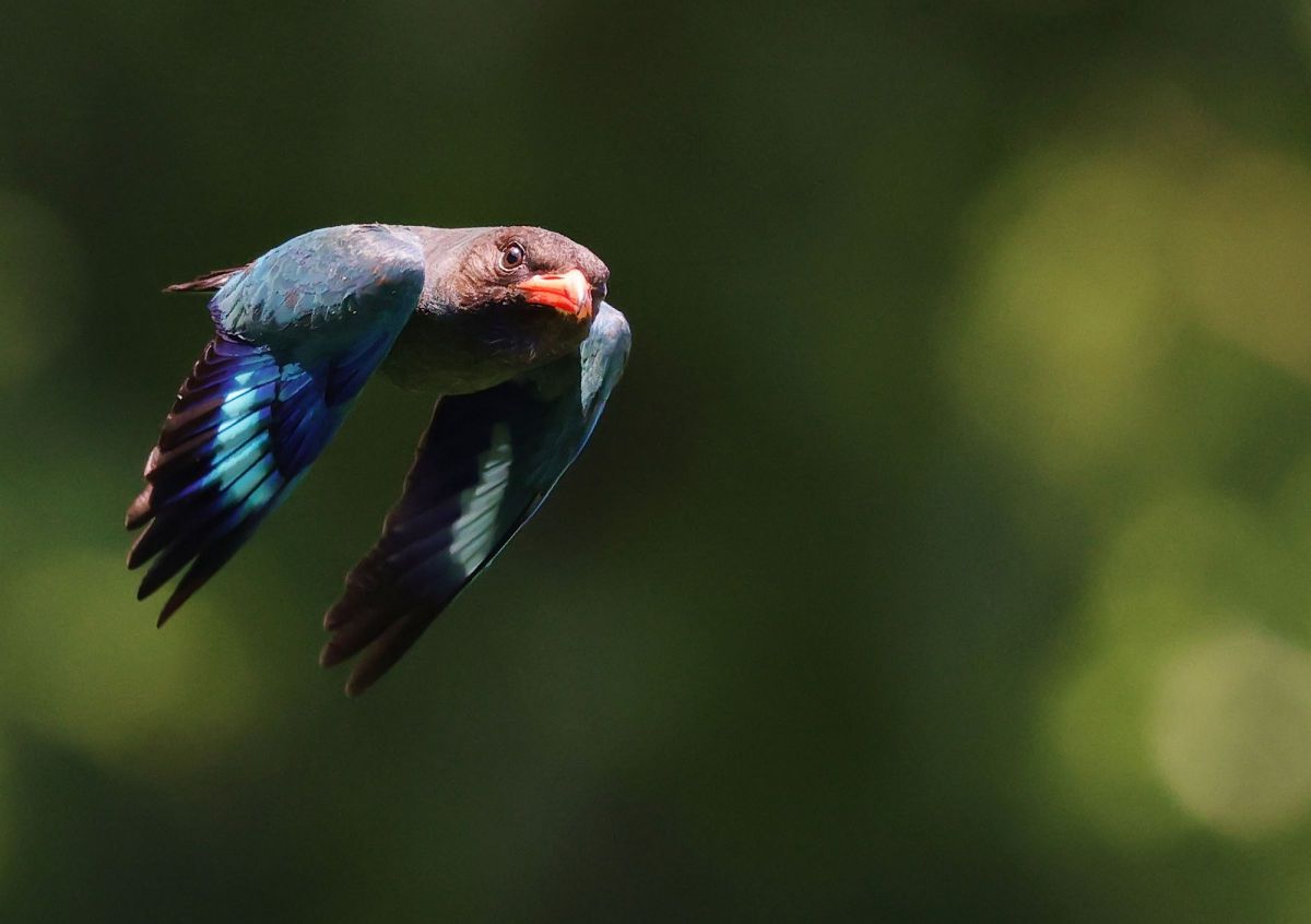 2025 ブッポウソウ 6 | GANREF