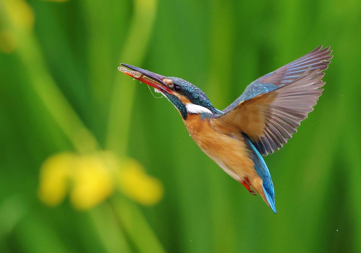 カワセミ 665 | GANREF