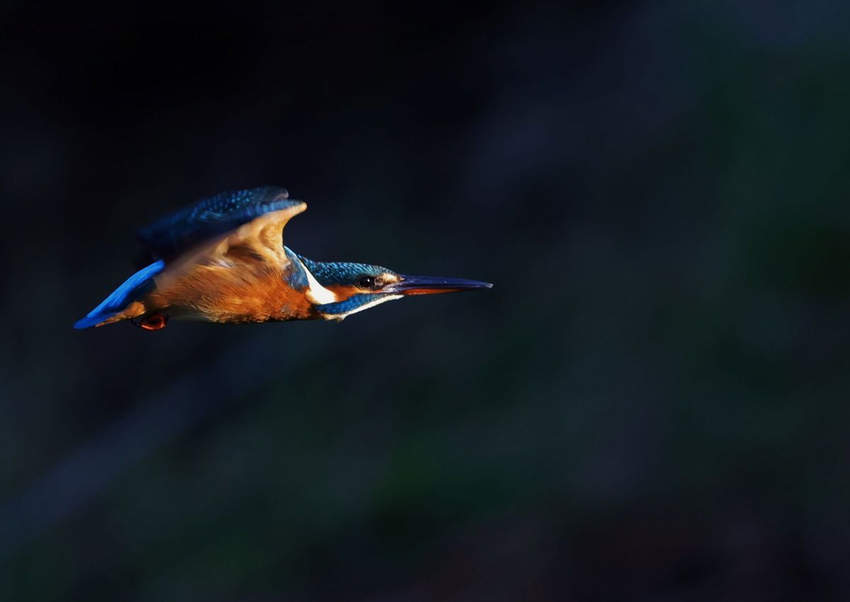 カワセミ物語 270 | GANREF