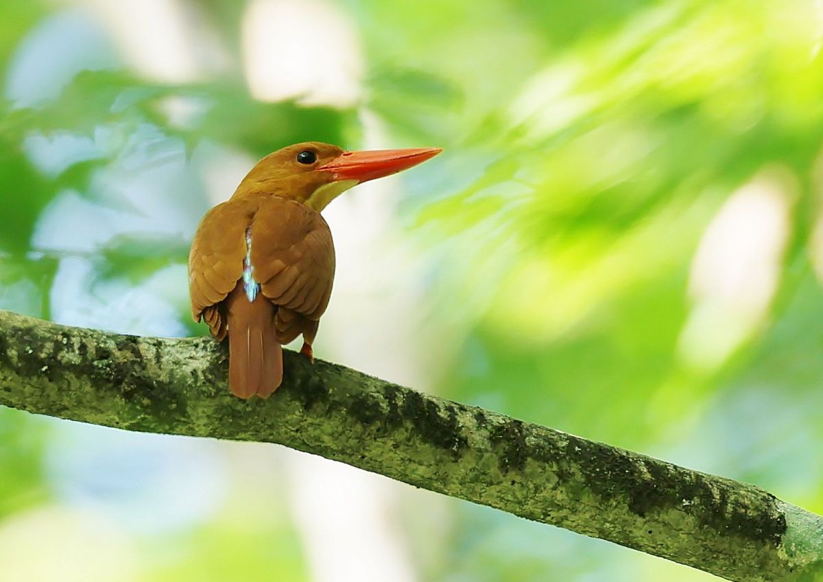 2025 アカショウビン 8 | GANREF