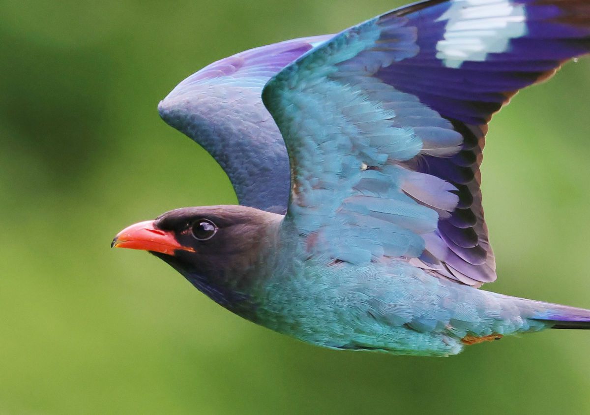 2023 ブッポウソウ 3 | GANREF