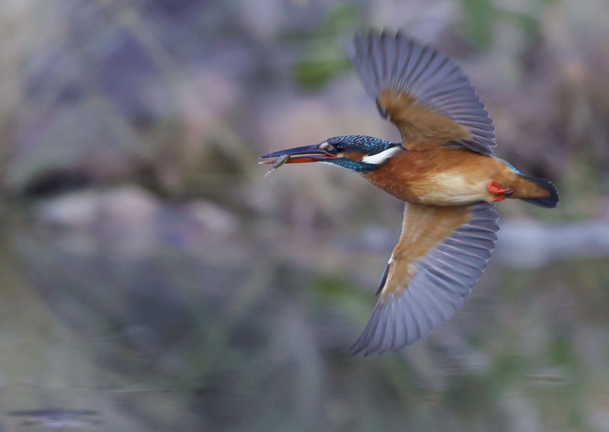 カワセミ 621 | GANREF