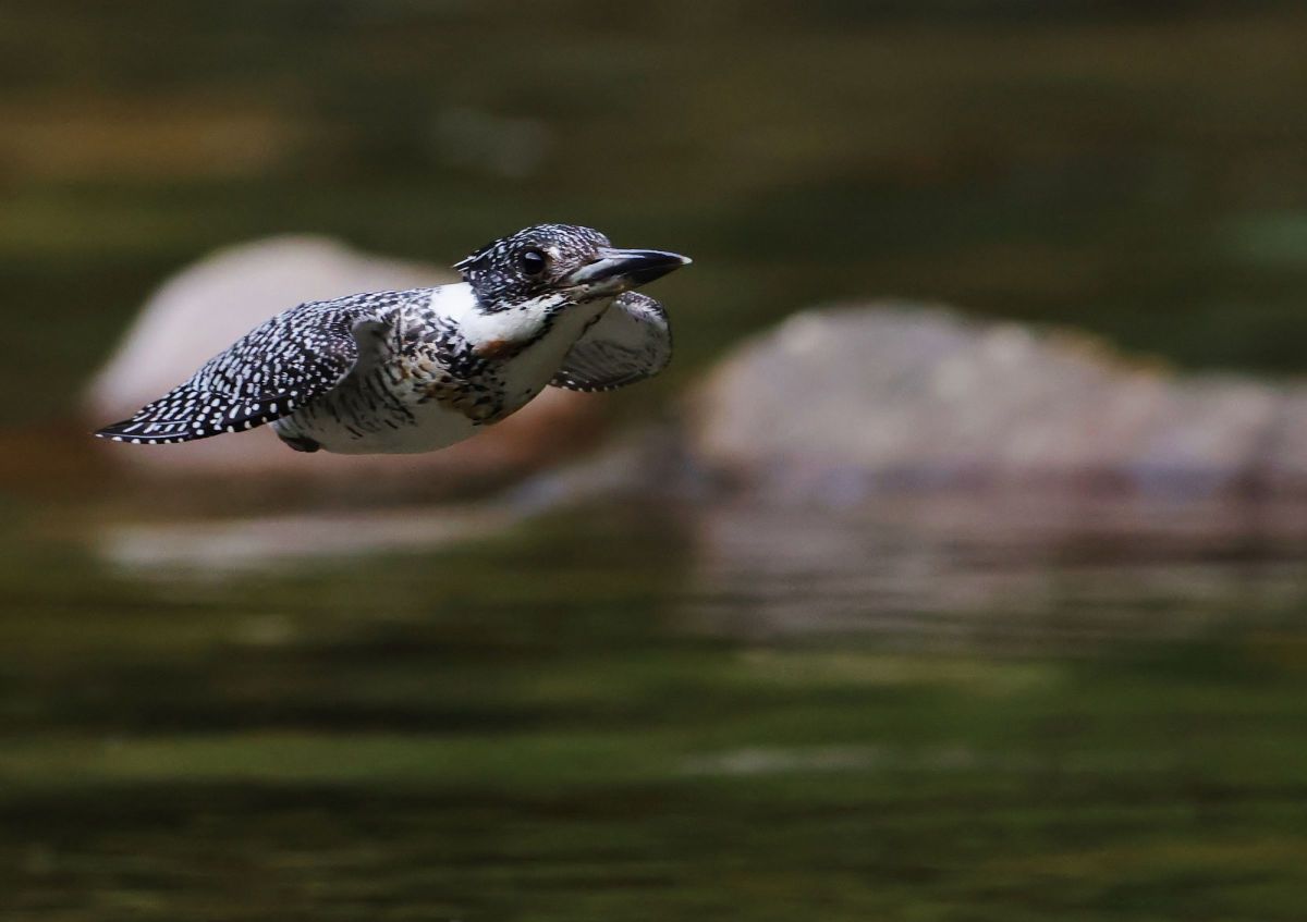 ヤマセミ 45 | GANREF