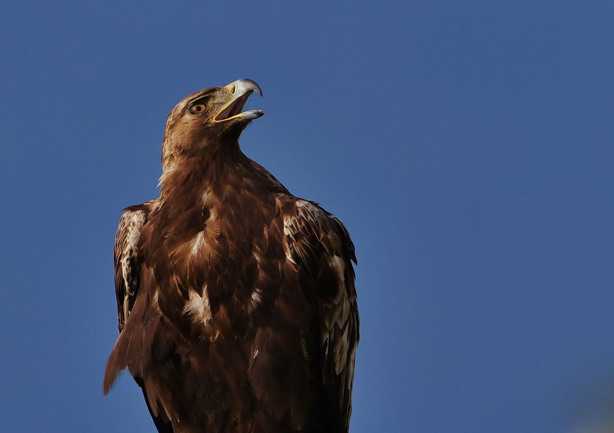 2024 イヌワシ 14 | GANREF