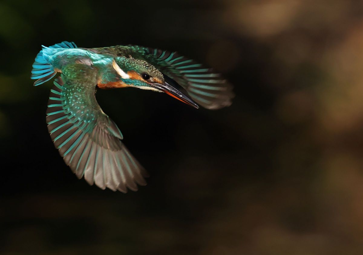 カワセミ 899 | GANREF