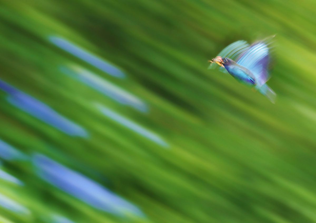 2025 ブッポウソウ 11 | GANREF