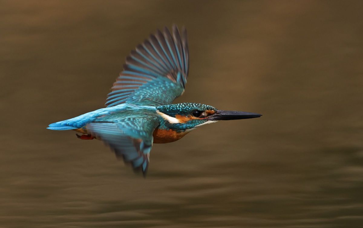 カワセミ物語 296 | GANREF