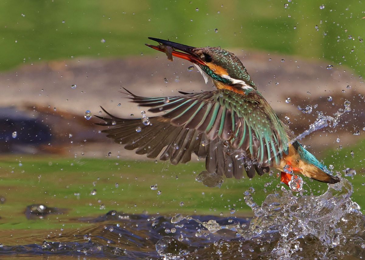 カワセミ 587 | GANREF