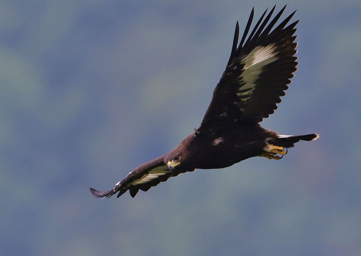 2024 イヌワシ 22 | GANREF