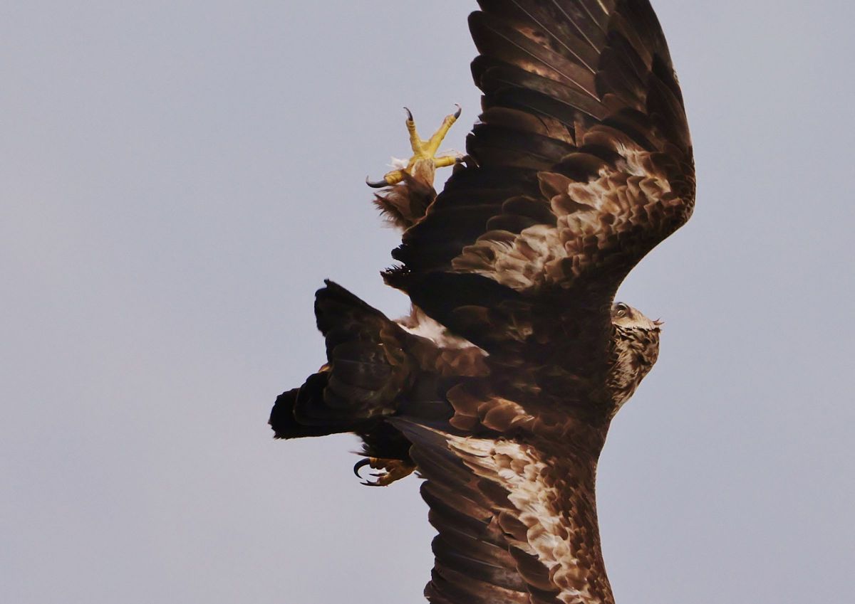 2024 イヌワシ 19 | GANREF