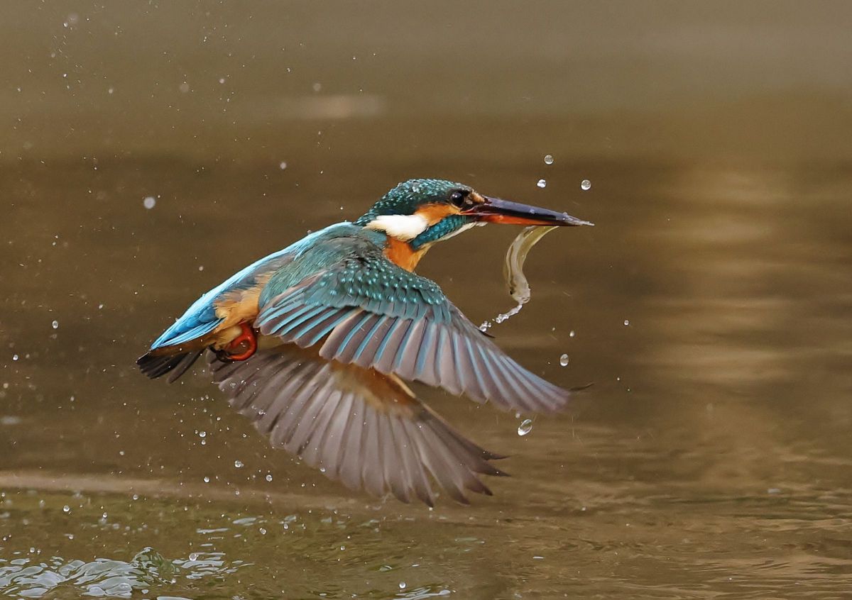 カワセミ物語 290 | GANREF