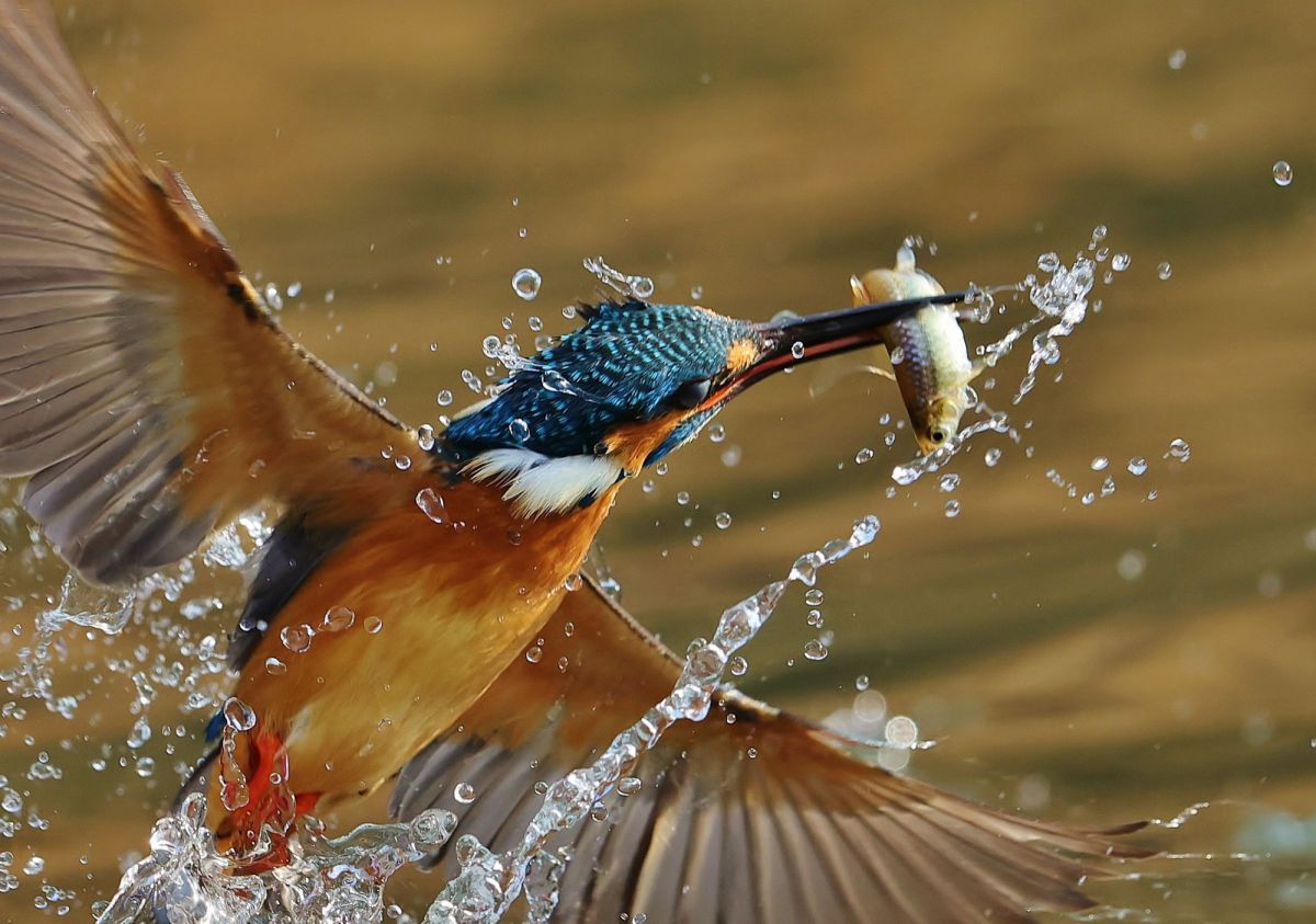 カワセミ物語 442 | GANREF