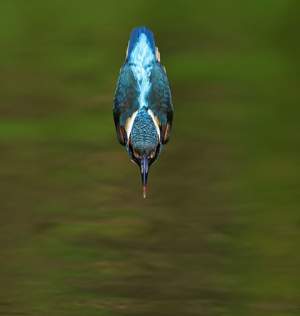 カワセミ物語 380 | GANREF