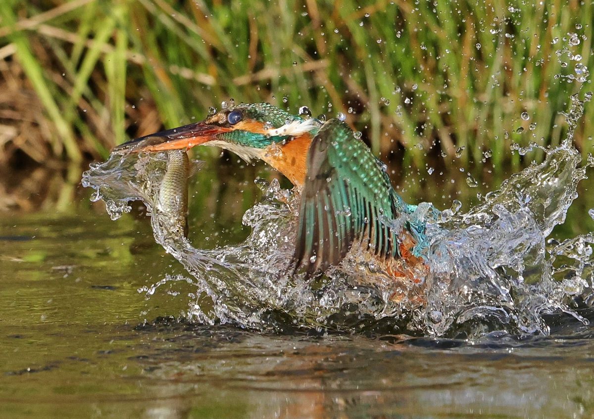 カワセミ物語 310 | GANREF