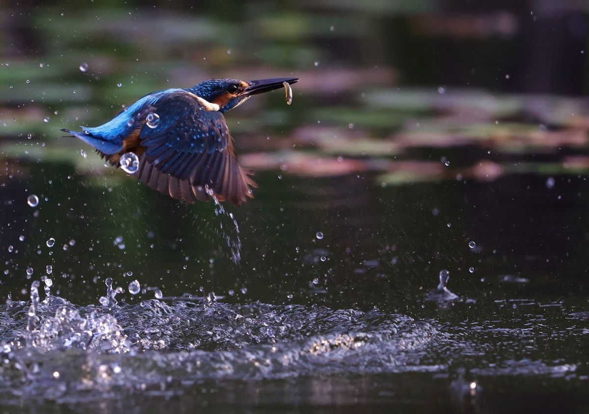 カワセミ物語 395 | GANREF