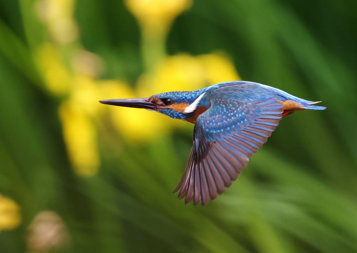 カワセミ物語 478 | GANREF