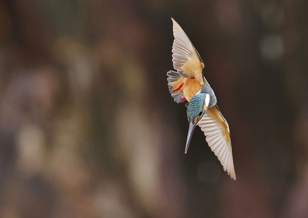 カワセミ物語 162 | GANREF